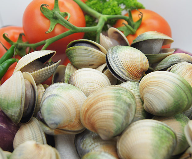 Clams Littleneck NZ - Aussie Seafood House