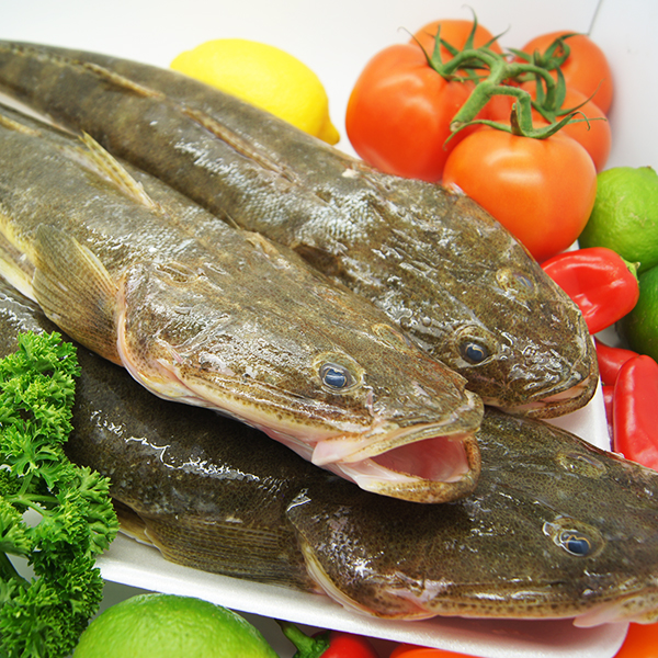 Flathead Fresh Local Wild Caught - Aussie Seafood House