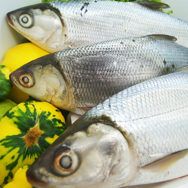 Milkfish $13.99 kg - Aussie Seafood House