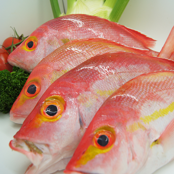 Hussar Wild Caught Fresh Reef - Aussie Seafood House