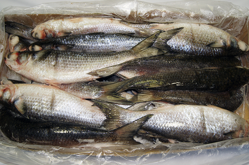 Sea Mullet $2.50 kg.... 15 kg Box - Aussie Seafood House
