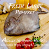 Pomfret Black Wild Caught Qld Fish - Aussie Seafood House