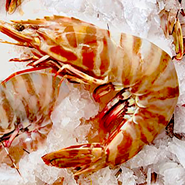 Jumbo U10 Tigers Wild Caught - Aussie Seafood House